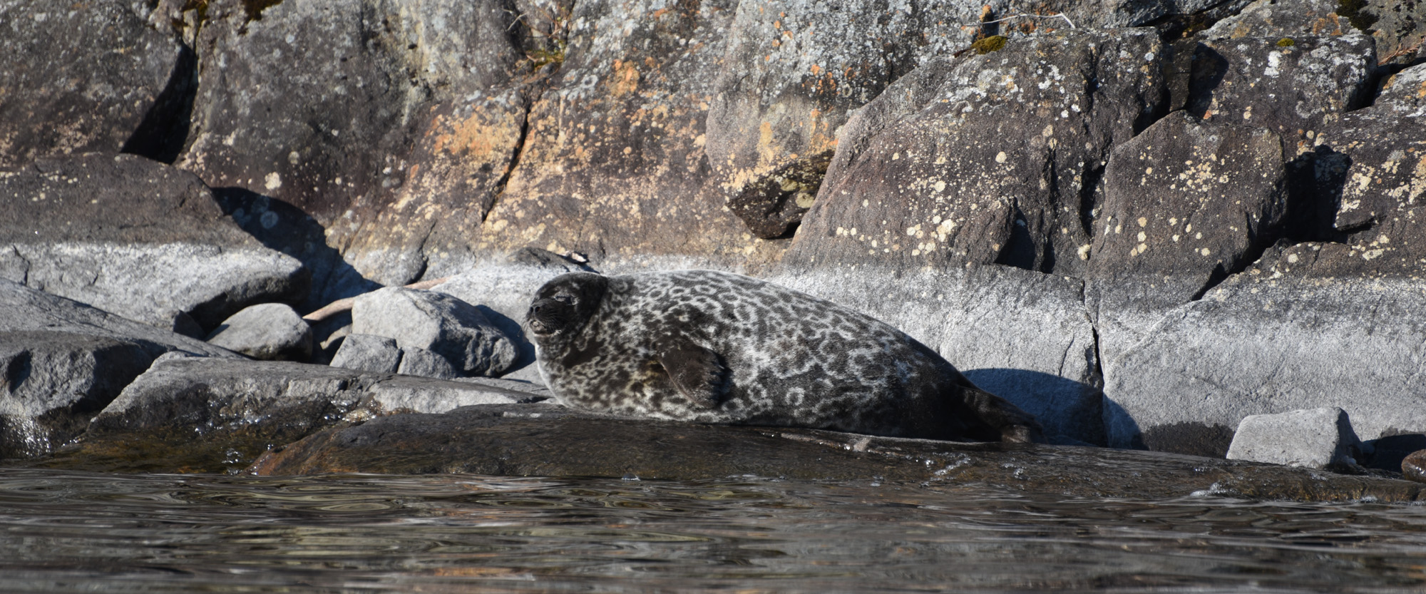 Saimaannorpan alkuperä yhä myyttisempi? Uudet tutkimustulokset ...