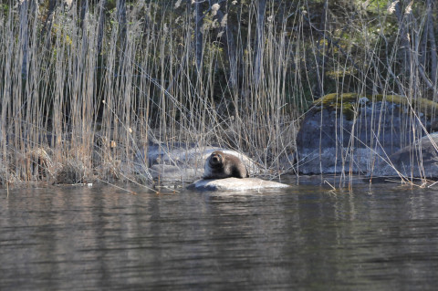 First Saimaa ringed seals successfully translocated within Lake Saimaa ...