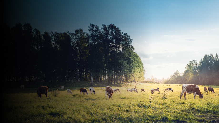 Grass fields are a specialty of Northern agriculture | University of ...