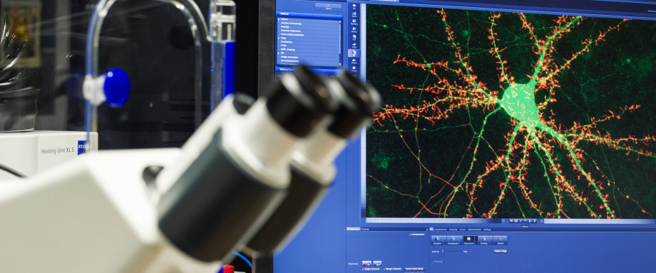 Neuroscience (NEURO) | University of Eastern Finland