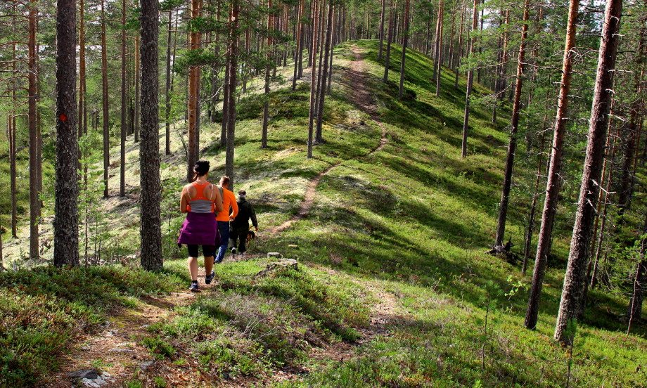 Suomalaiset ovat maailman onnellisin kansa – tekevätkö metsät meistä ...