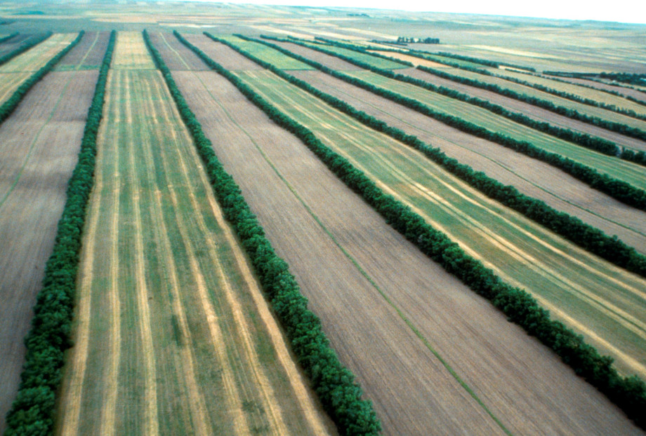 Multifunctional biomass plantations can co-deliver biomass and ...
