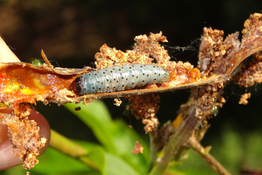 Mahogany trees shape the right-forewing shape and size of the Mahogany ...