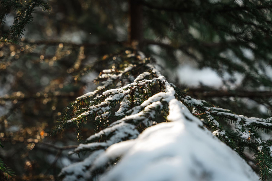 Tuomo Takalan ryhmälle lähes 570 000 euron rahoitus vahvan kestävyyden ...