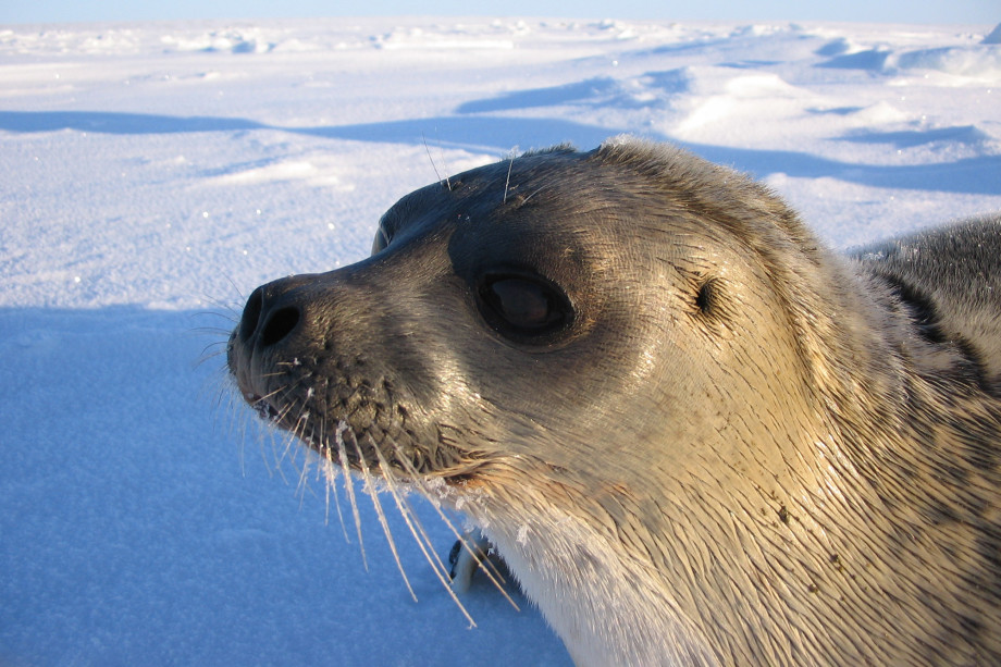Arctic seals are threatened by climate change, predators and human ...