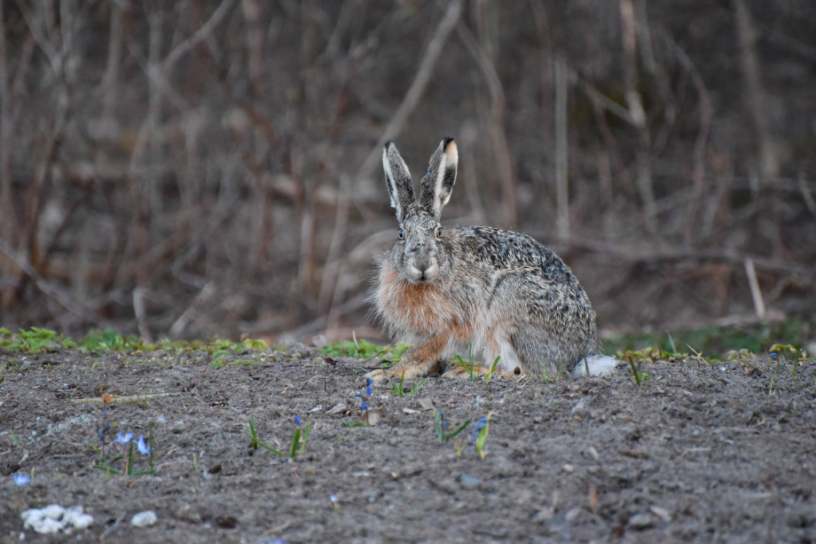 Decoding the Easter Bunny – an eastern Finnish brown hare to represent ...