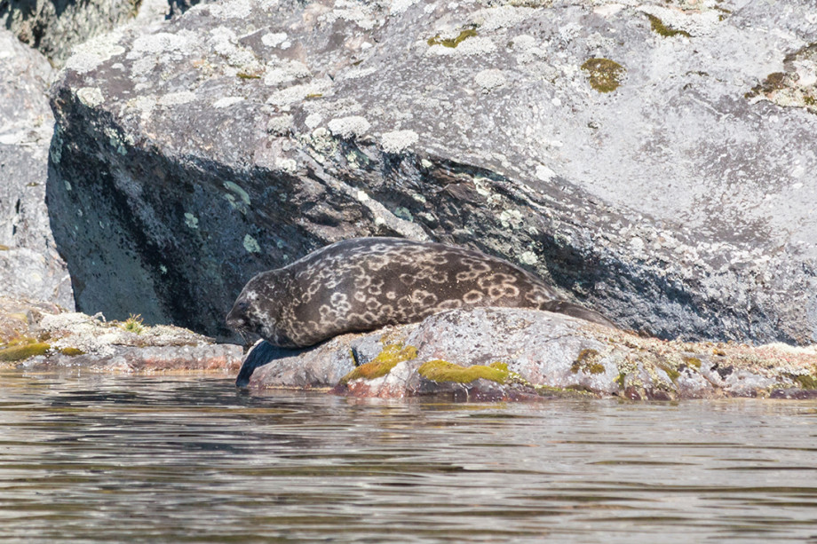 Saimaa ringed seal translocations continued successfully | University ...