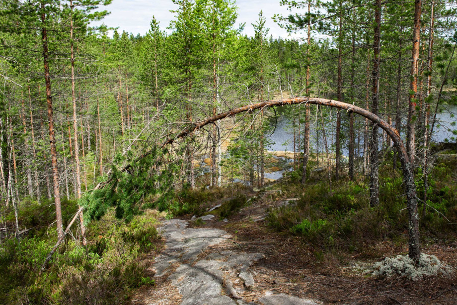 Doctoral defence of Ghasem Ronoud, MSc, 17.6.2025: Assessing tree ...